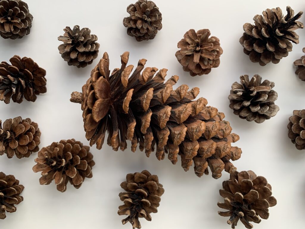 web design Pine | web design Pine で作ろう！